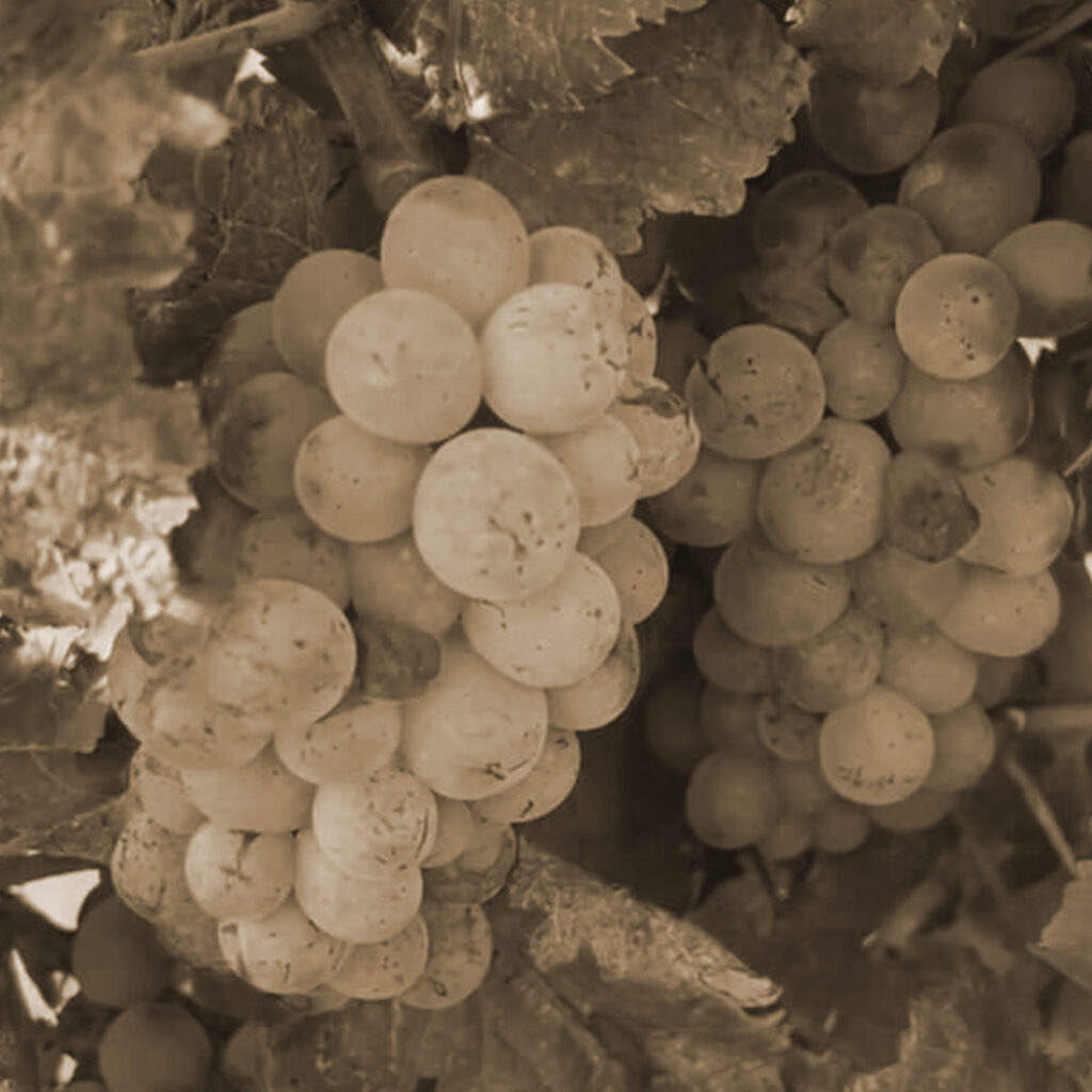 STAGGERWING WINES – Fuselage Wines